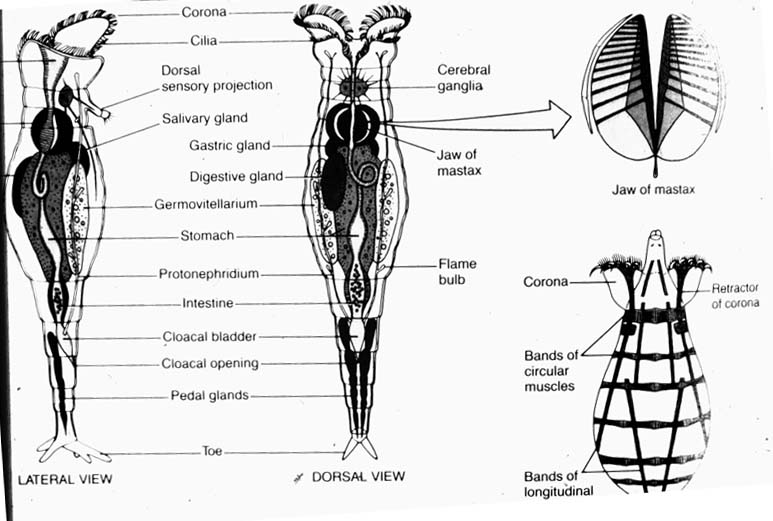 rotifer #244104 - uludağ sözlük galeri