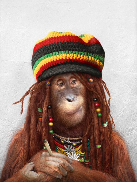 maymuna dönmek - uludağ sözlük